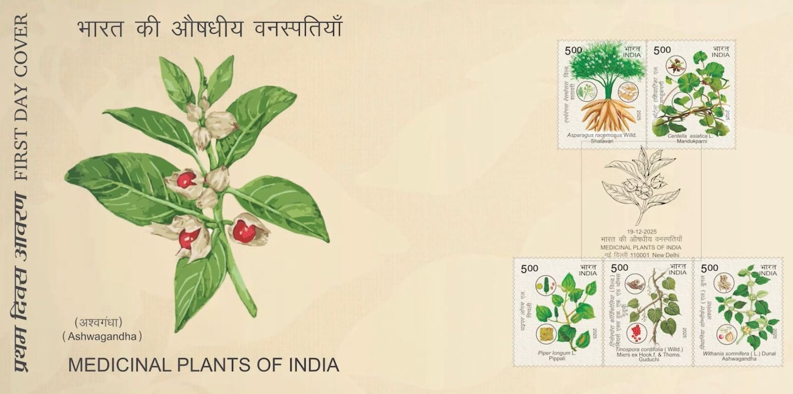 Pippali (Piper longum) - The Philatelist